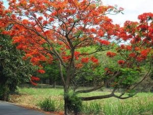 Flame Tree - GKG Farm Cebu PH