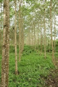 Gmelina Tree Plant - GKG Farm Cebu PH