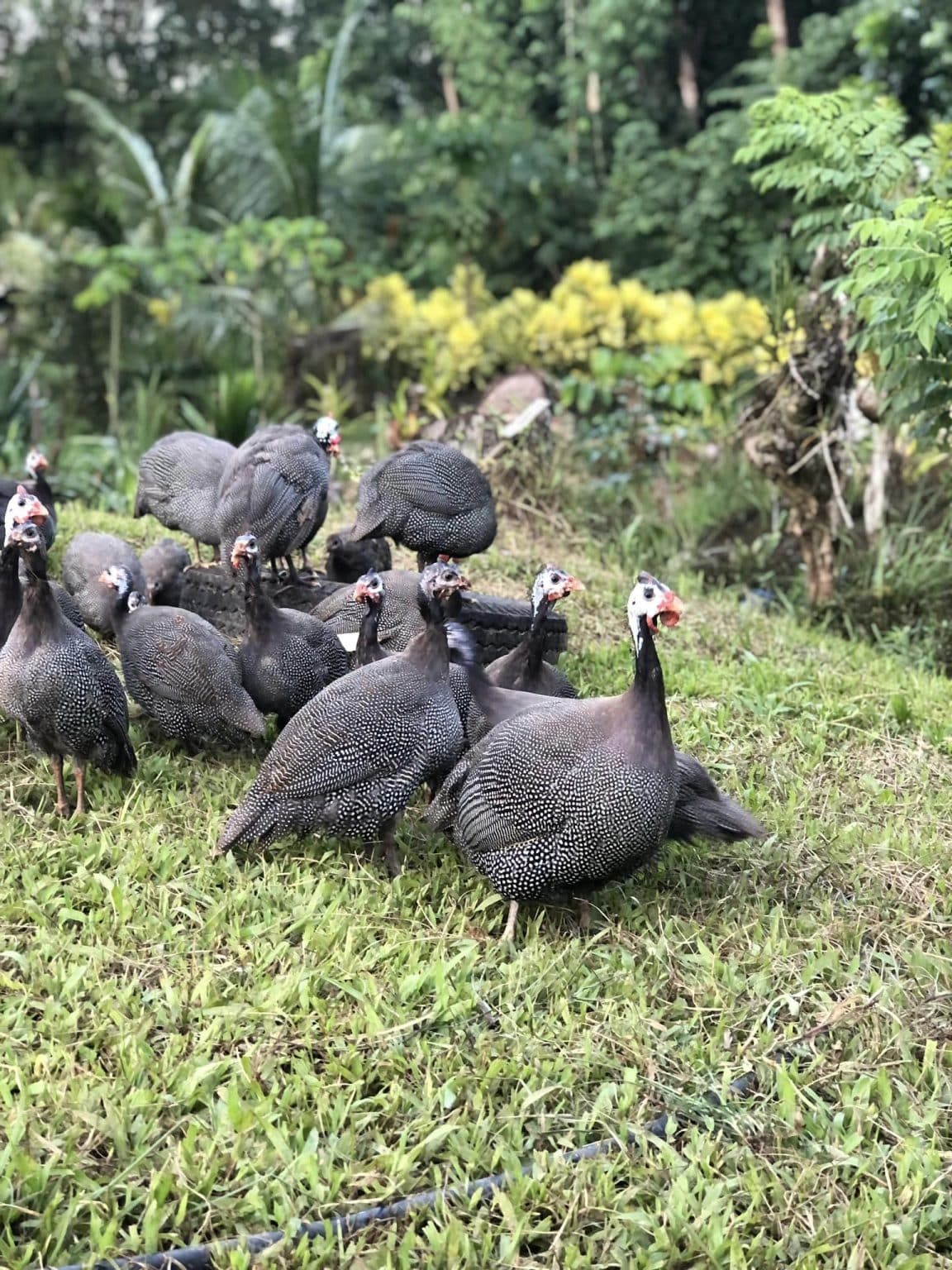 Guinea Fowls - GKG Farm Cebu PH