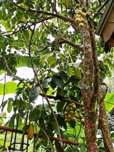 Grafted Lanzones (Variety: Longkong) - GKG Farm Cebu PH