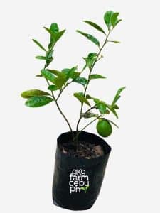 Ponderosa Lemon Tree - GKG Farm Cebu PH