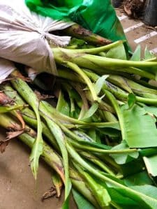 Banana Plantlet Cardaba - GKG Farm Cebu PH
