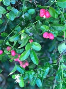 Bengal Currant Berry Plant - GKG Farm Cebu PH
